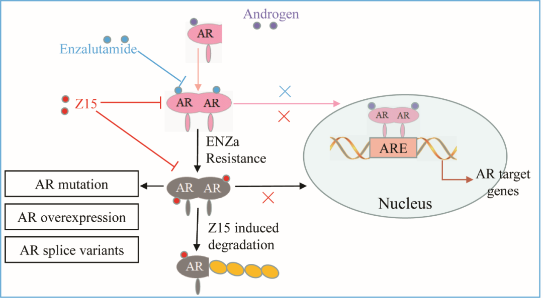 eLife︱周金明团队等发现一类新型选择性雄激素受体降解剂 - 知乎