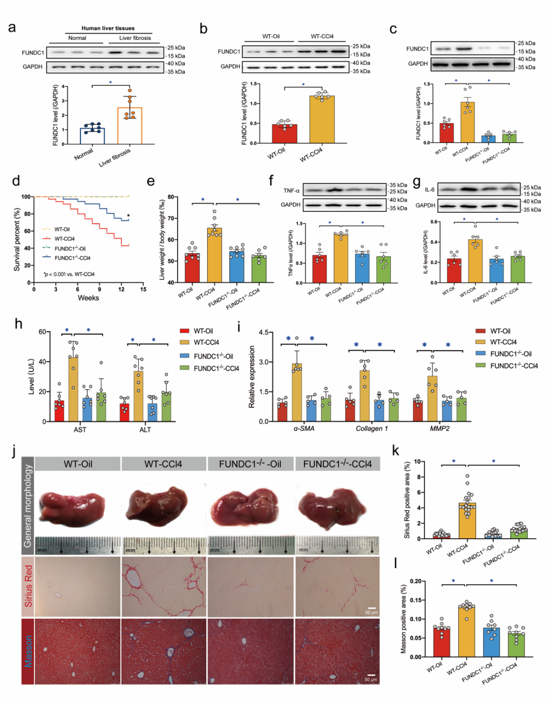 J Adv Res｜复旦大学中山医院团队阐述肝纤维化过程中线粒体自噬调控铁死亡的新机制 - 知乎