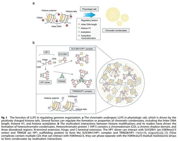 【文献导读】-人类健康和疾病中的液液相分离 - 知乎