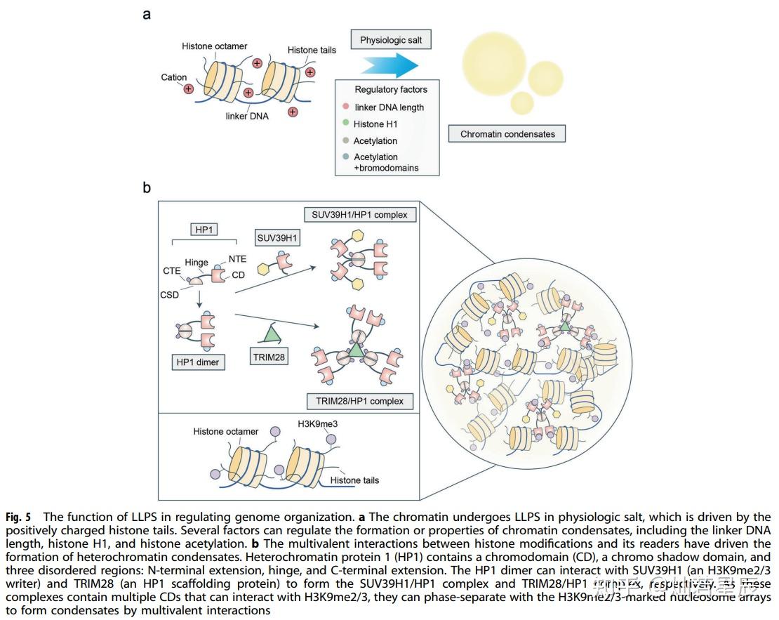 【文献导读】-人类健康和疾病中的液液相分离 - 知乎