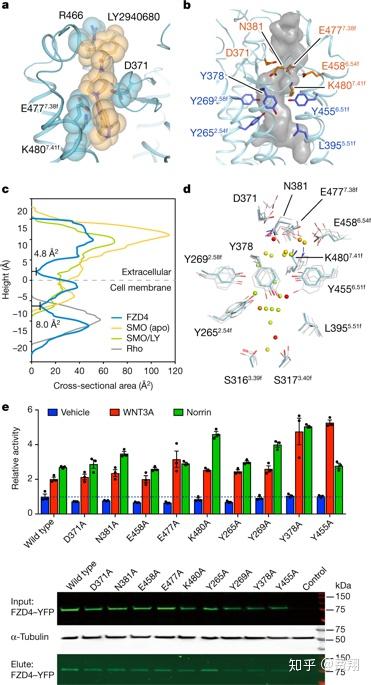 《Nature》卷曲蛋白4受体的晶体结构处于无配体状态 - 知乎