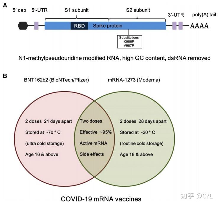 【文献翻译】用于提高mRNA稳定性和翻译效率的mRNA疫苗结构元件的修饰 - 知乎