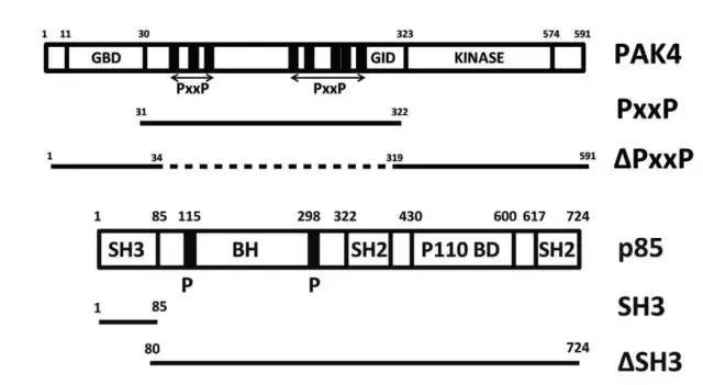 新希望！PAK4蛋白能够阻止胰腺癌转移！ - 知乎