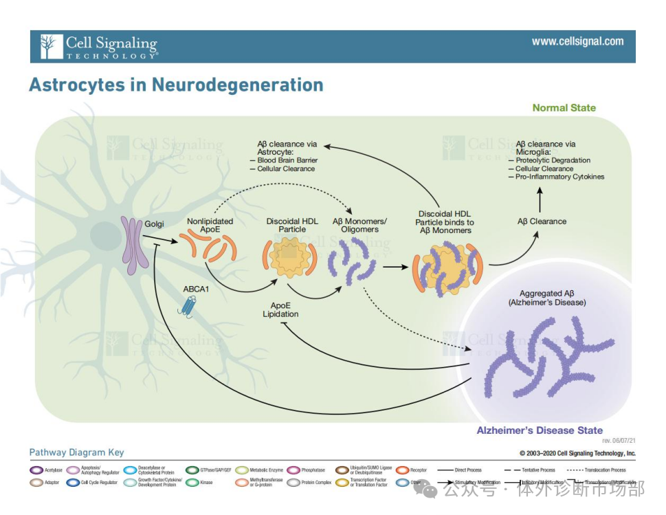 AD信号转导通路（Alzheimer's Disease Signaling） - 知乎