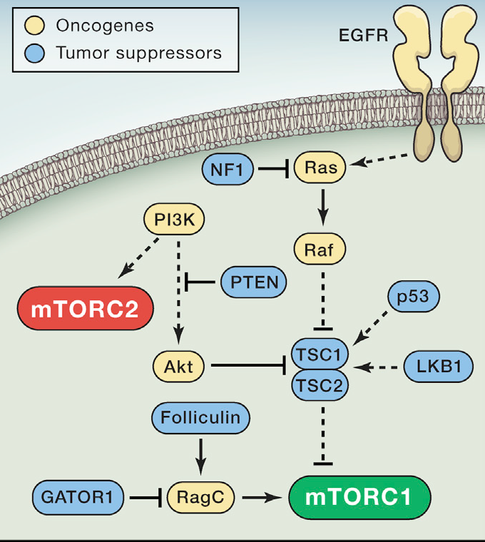 干货 | 揭开mTOR神秘面纱 - 知乎