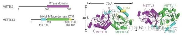 RNA m6A甲基化综述 - 知乎