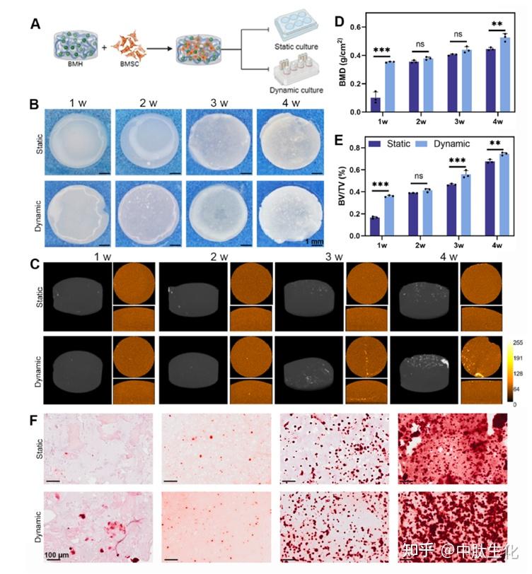 Bioact Mater用仿生基质水凝胶打造骨类器官，实现颅骨高效再生 - 知乎