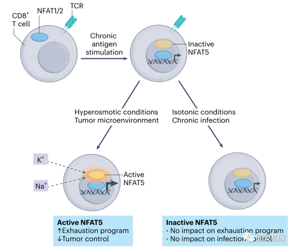 Nat Immu | 耶鲁医学院发现癌症和感染引起的T细胞耗竭完全不同 - 知乎
