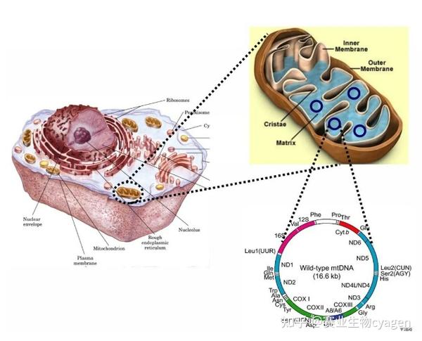 【罕见病并不罕见】Leber遗传性视神经病变(LHON)——不在染色体上的遗传性疾病 - 知乎