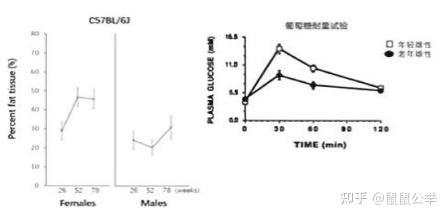 C57 老龄鼠·带你了解老龄鼠通用知识 - 知乎
