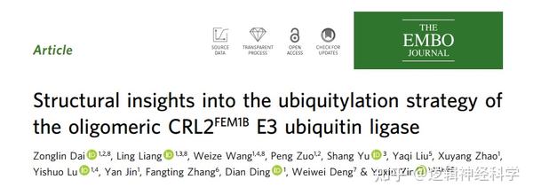 EMBO J︱北京大学尹玉新团队揭示E3泛素连接酶CRL2FEM1B多聚化及底物泛素化的分子机制 - 知乎