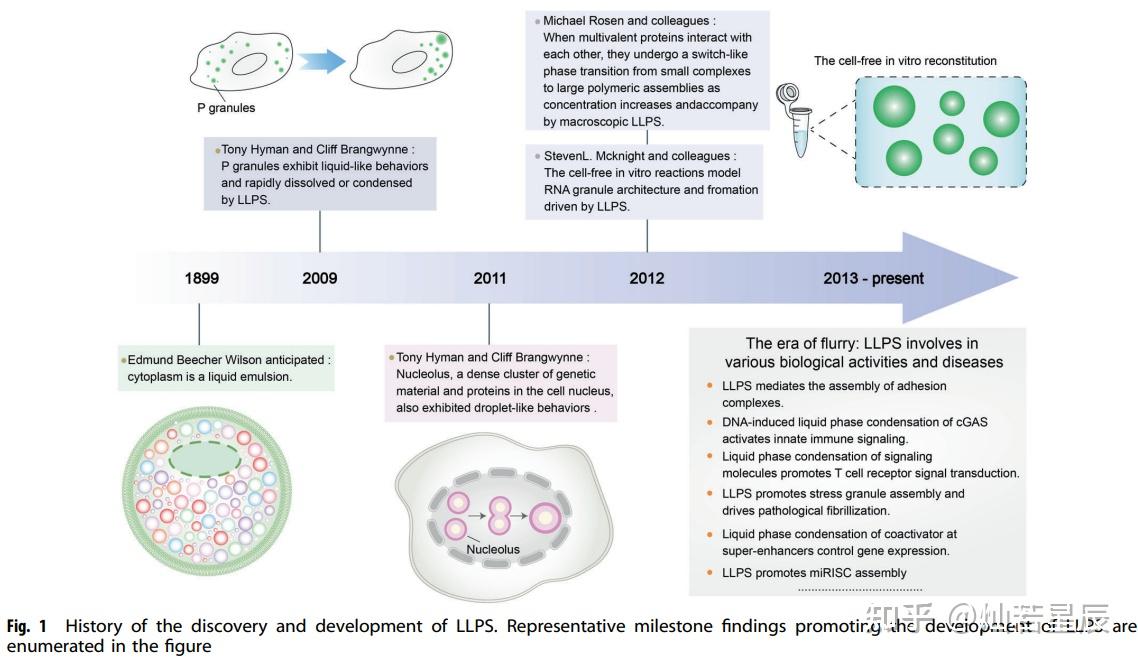 【文献导读】-人类健康和疾病中的液液相分离 - 知乎
