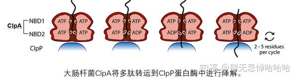 Clp proteolytic complex（Clp蛋白酶复合物） - 知乎
