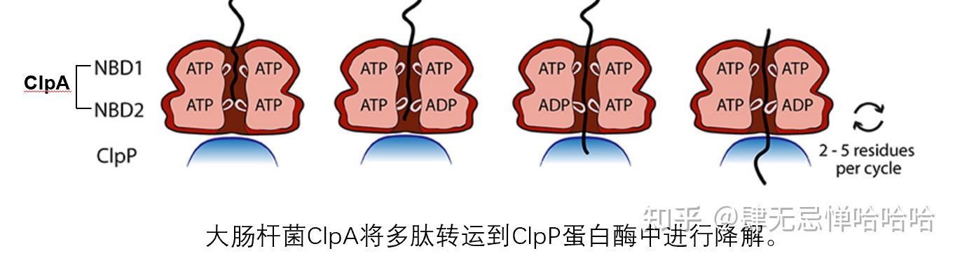 Clp proteolytic complex（Clp蛋白酶复合物） - 知乎