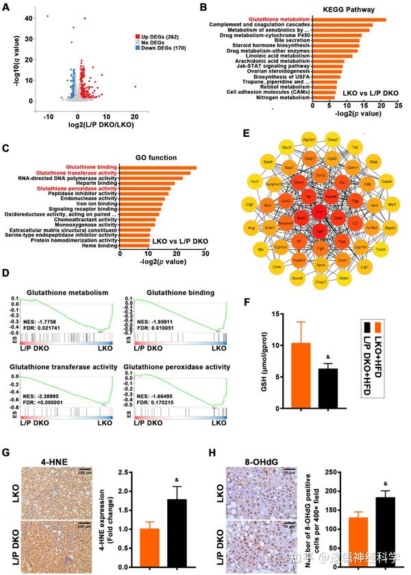 Genes Dis | 中山大学蔡卫斌团队建立新型基因修饰非酒精性脂肪性肝病小鼠模型 - 知乎