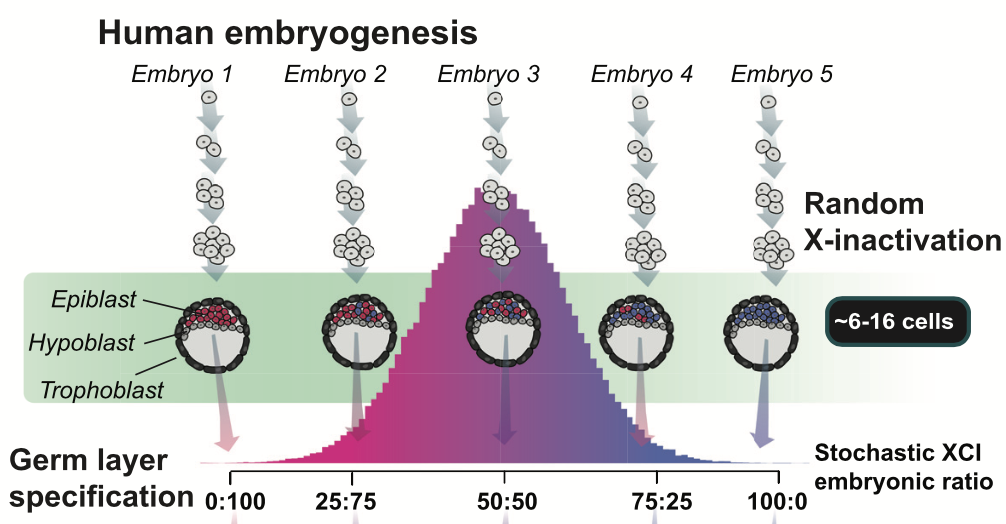X染色体失活和胚胎发育 - 知乎