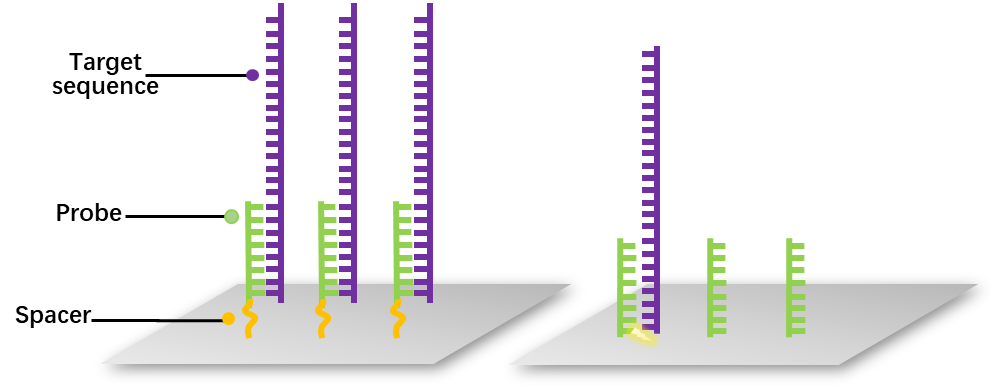 浅谈寡核苷酸spacer修饰的作用 - 知乎