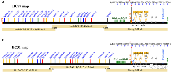 丢失轻链后，重链都做了哪些改变 - 知乎