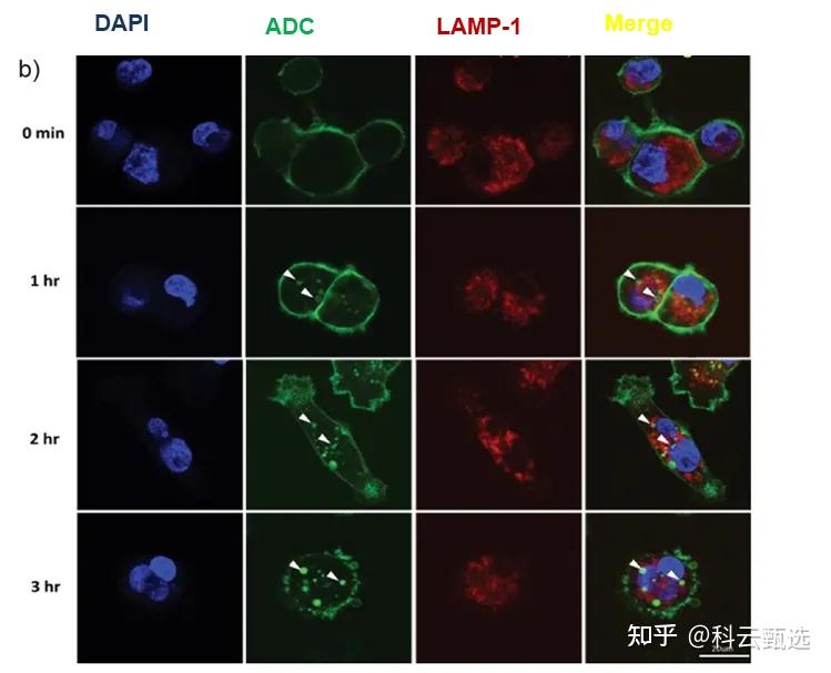 PhenoVue细胞成像点亮 ADC 内化 - 知乎
