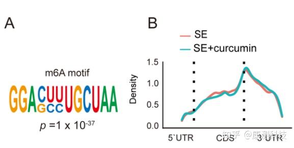 Adv. Sci.（IF 14.3）|姜黄素通过调节PTPRZ1活性和RNA m6A修饰，介导神经炎症相关的小胶质细胞反应 - 知乎