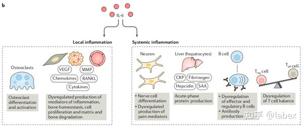 炎性多因子检测之白介素细胞6(IL-6) - 知乎