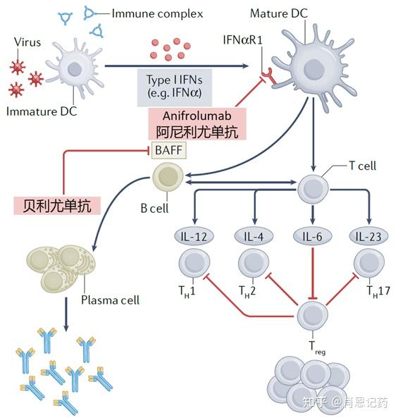 如何记住所有FDA批准生物药？| IFNAR拮抗剂 | Anifrolumab阿尼利尤单抗 | 治疗系统性红斑狼疮 - 知乎
