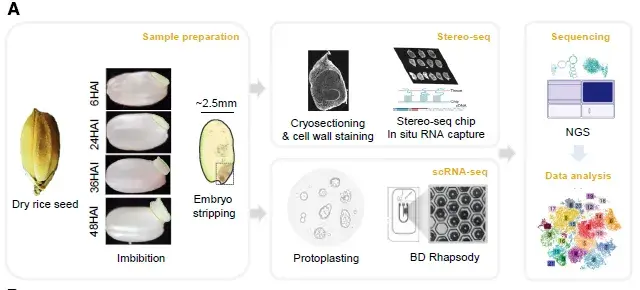Developmental Cell封面 | Stereo-seq助力绘制水稻种胚单细胞分辨率空间转录组图谱 - 知乎