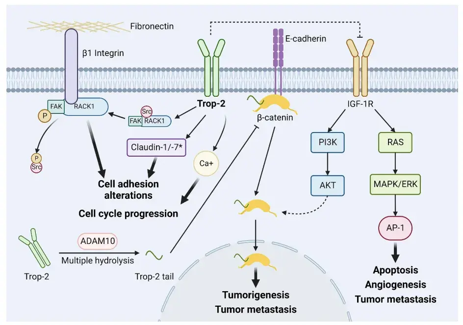 TROP2：肿瘤治疗领域的明星靶点 - 知乎