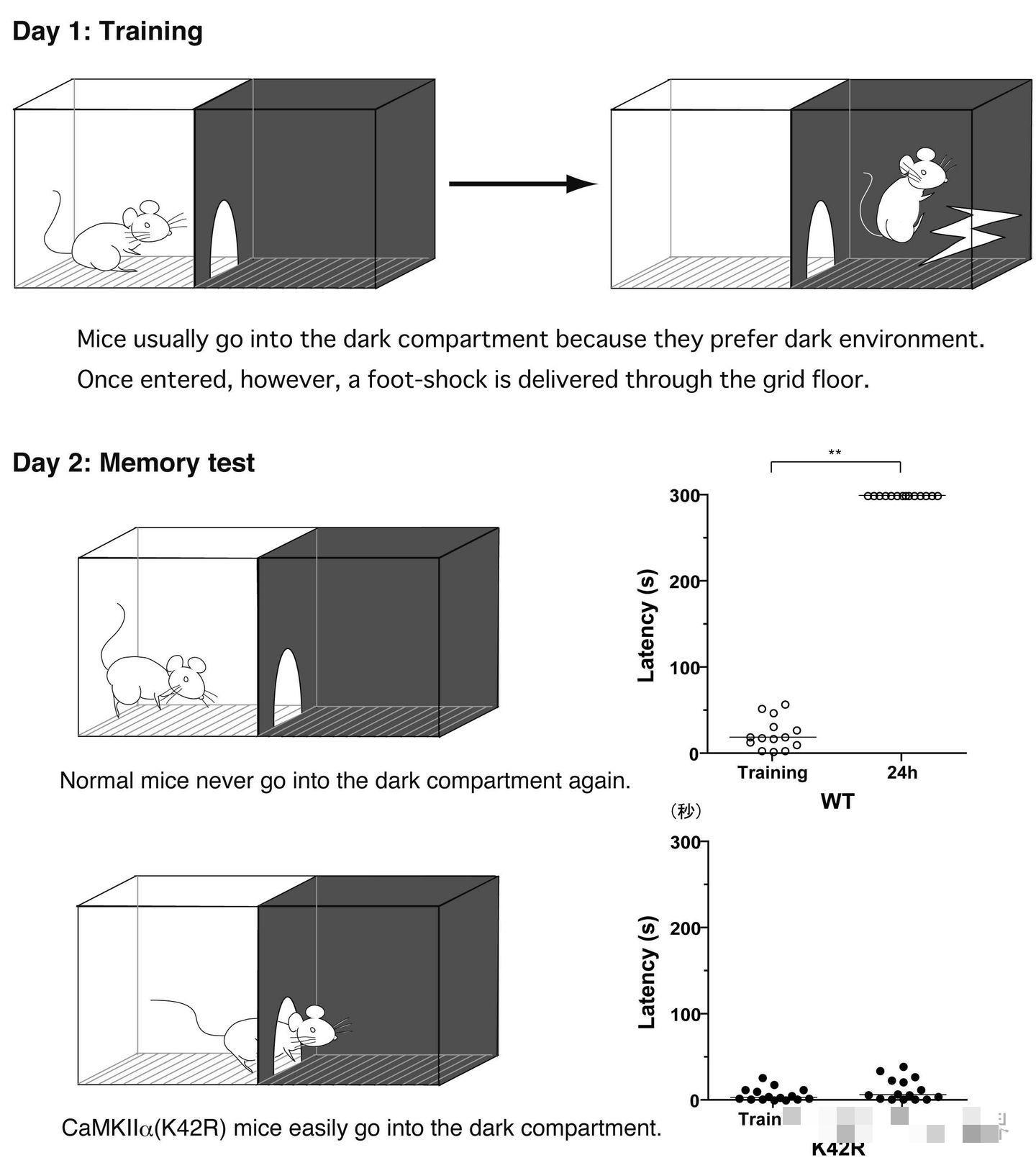 避暗实验(被动回避(passive avoidance))如何进行？ - 知乎