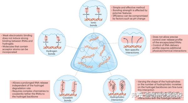 再登《Nature》:用于 RNA 递送的水凝胶 - 知乎