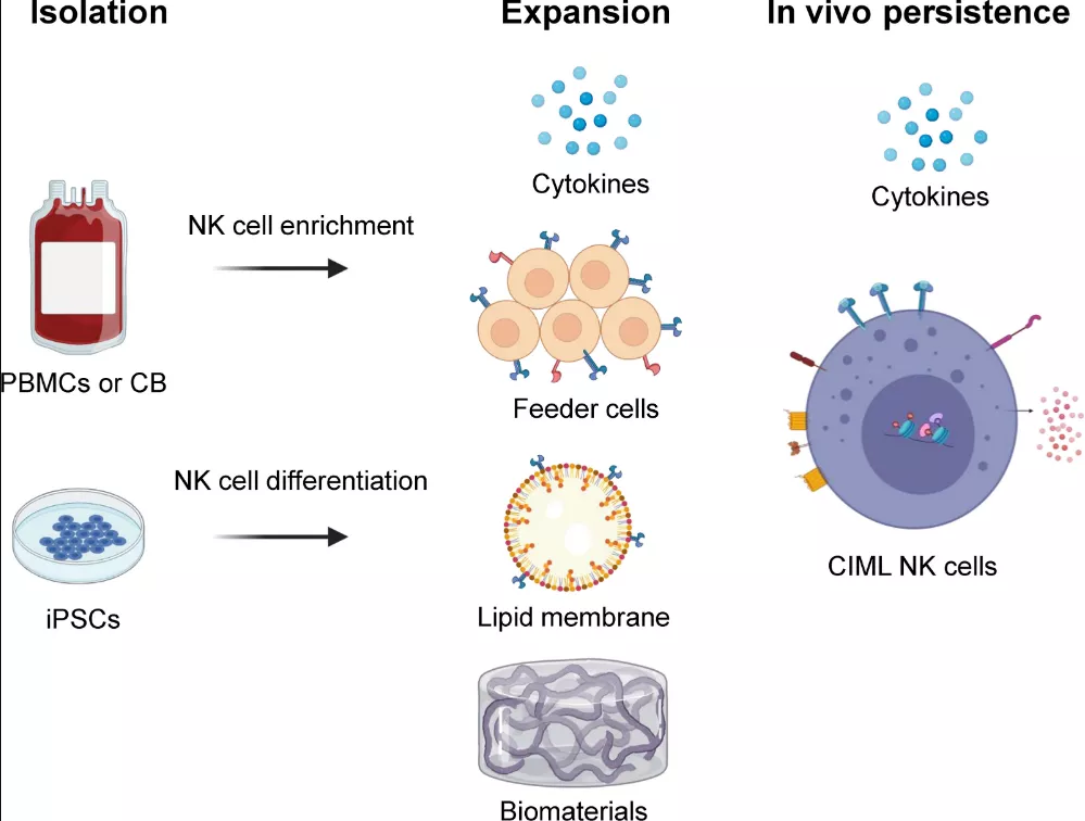 肿瘤治疗的希望：NK细胞 - 知乎
