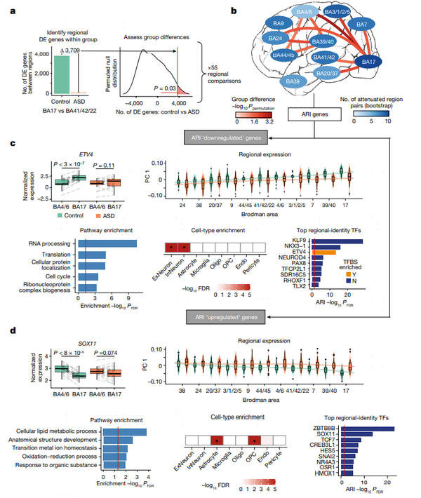 【Nature】单细胞技术揭示自闭症患者大脑皮层的转录组失调 - 知乎