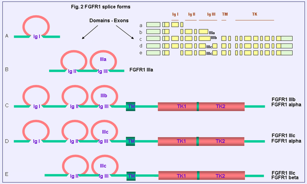 64-FGFR1胞外域的倒位的探究？ - 知乎