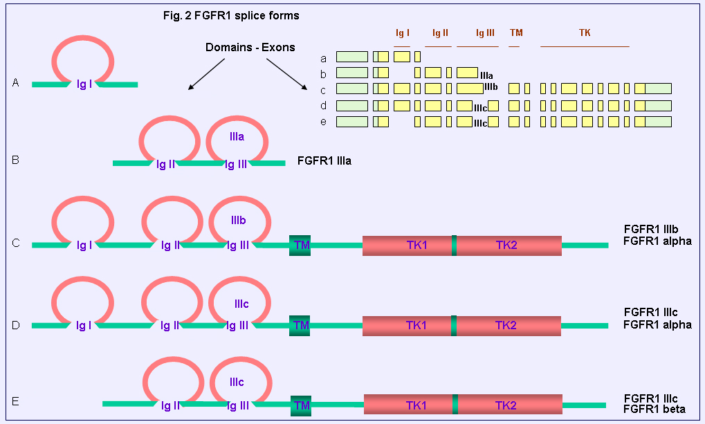 64-FGFR1胞外域的倒位的探究？ - 知乎