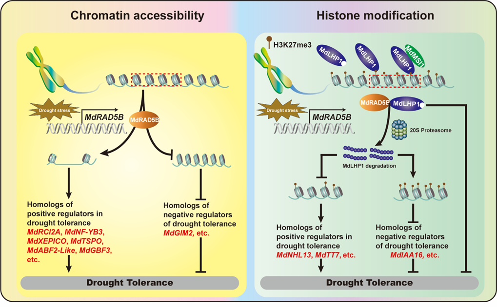 PBJ | IF=13.8 &利用ChIP-seq和ATAC-seq技术揭示MdRAD5B调控苹果耐旱性的双重分子作用机制 - 知乎