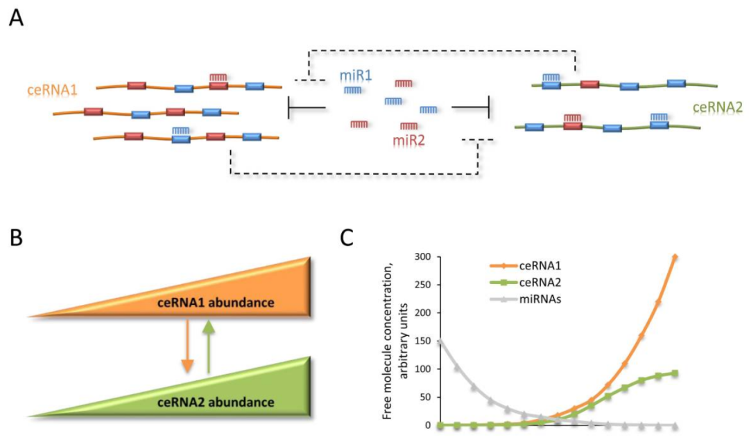 ceRNA机制研究常见套路 - 知乎