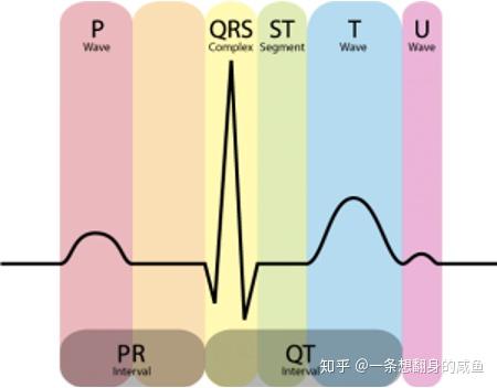 关于ECG你需要知道的基础知识 - 知乎