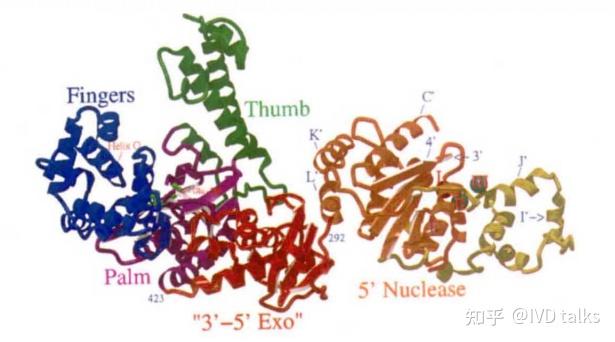 【PCR核心酶】Taq DNA聚合酶 - 知乎