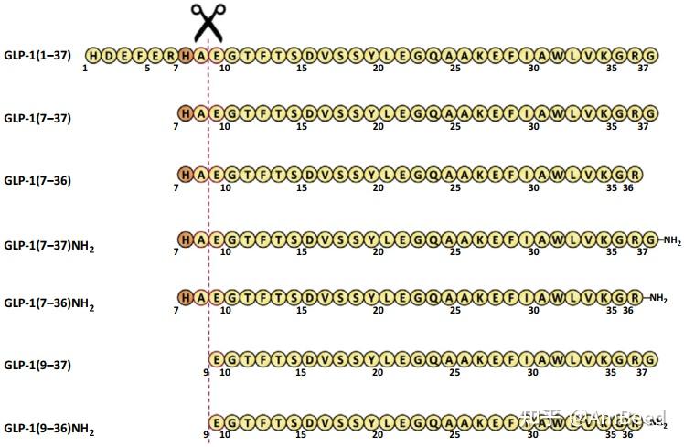 【AmBeed解读】探究GLP-1的作用机制 - 知乎