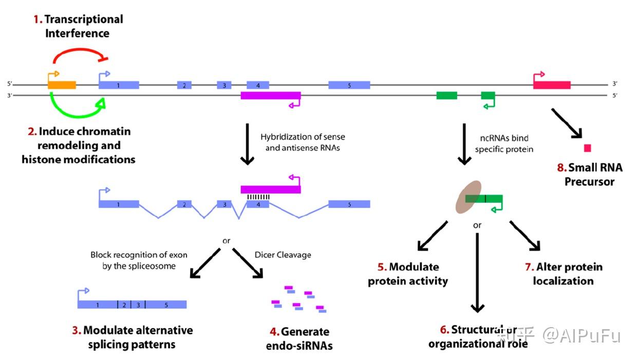 一文读懂长非编码RNA（lncRNA）的分类、功能及测序鉴定方法 - 知乎