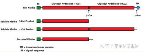 Klotho 蛋白 αKlotho 和 βKlotho - 知乎