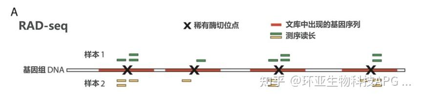 Pippin系列全自动DNA片段回收系统助力ddRAD-Seq测序进行大规模种群遗传多样性研究 - 知乎