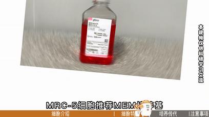MRC-5细胞培养，人胚肺成纤维细胞培养攻略-丰晖生物 - 知乎