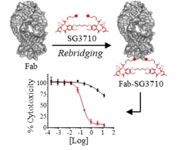 ADC的偶联技术 - 知乎