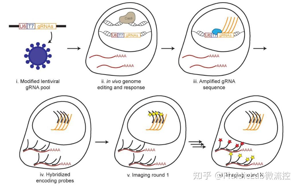 MERFISH：从单分子成像到空间转录组学的高通量探索 - 知乎