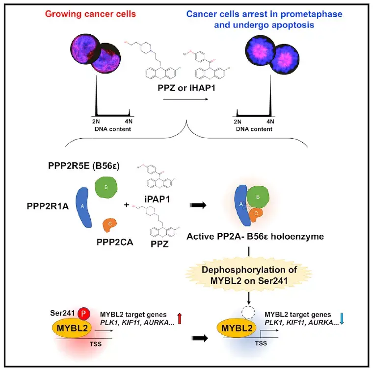 Cell | 蛋白磷酸酶PP2A变构激活剂通过促进MYBL2去磷酸化而实现广泛的抗肿瘤活性 - 知乎