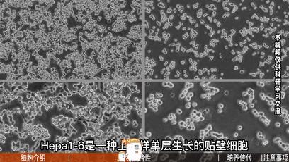 Hepa1-6细胞培养，小鼠肝癌细胞培养攻略 - 知乎