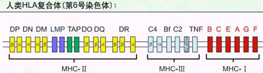 HLA分型技术及原理介绍 - 知乎