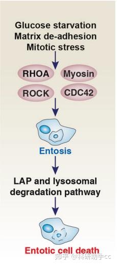 干货分享 | 各类细胞死亡的方式与机制总结 - 知乎