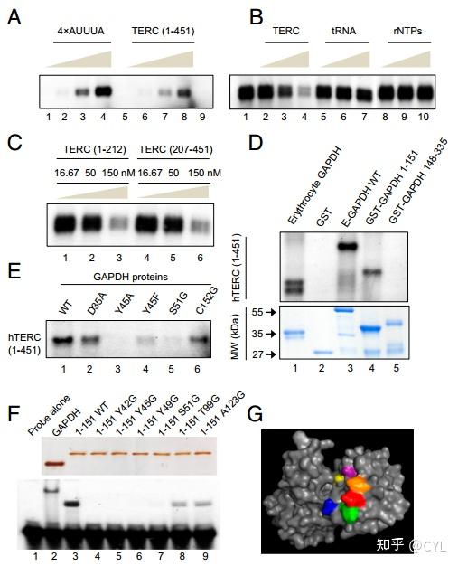 【文献翻译】甘油醛-3-磷酸脱氢酶(GAPDH)通过与端粒酶RNA组分相互作用诱导癌细胞衰老 - 知乎